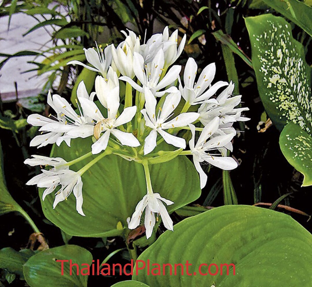 1 Bulb of PROIPHYS AMBOINENSIS, Amarilis Plant + FREE Phytosanitary ...