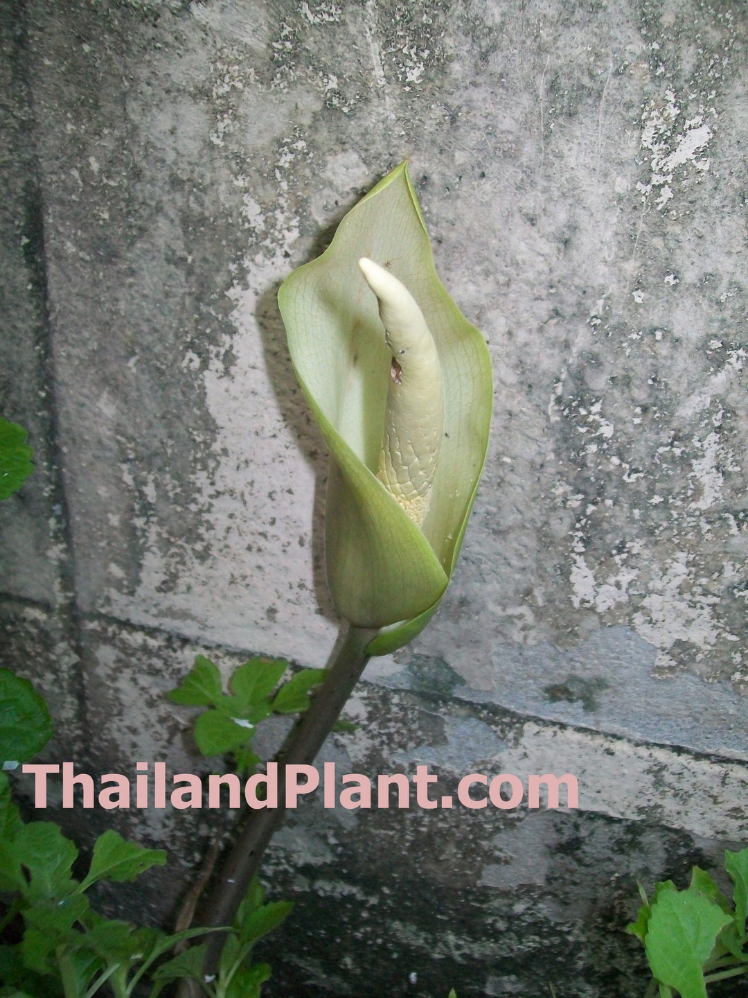 1 Bulbe dAMORPHOPHALLUS ASTEROSTIGMATUS, Lys vaudou, Plante aroïde ...