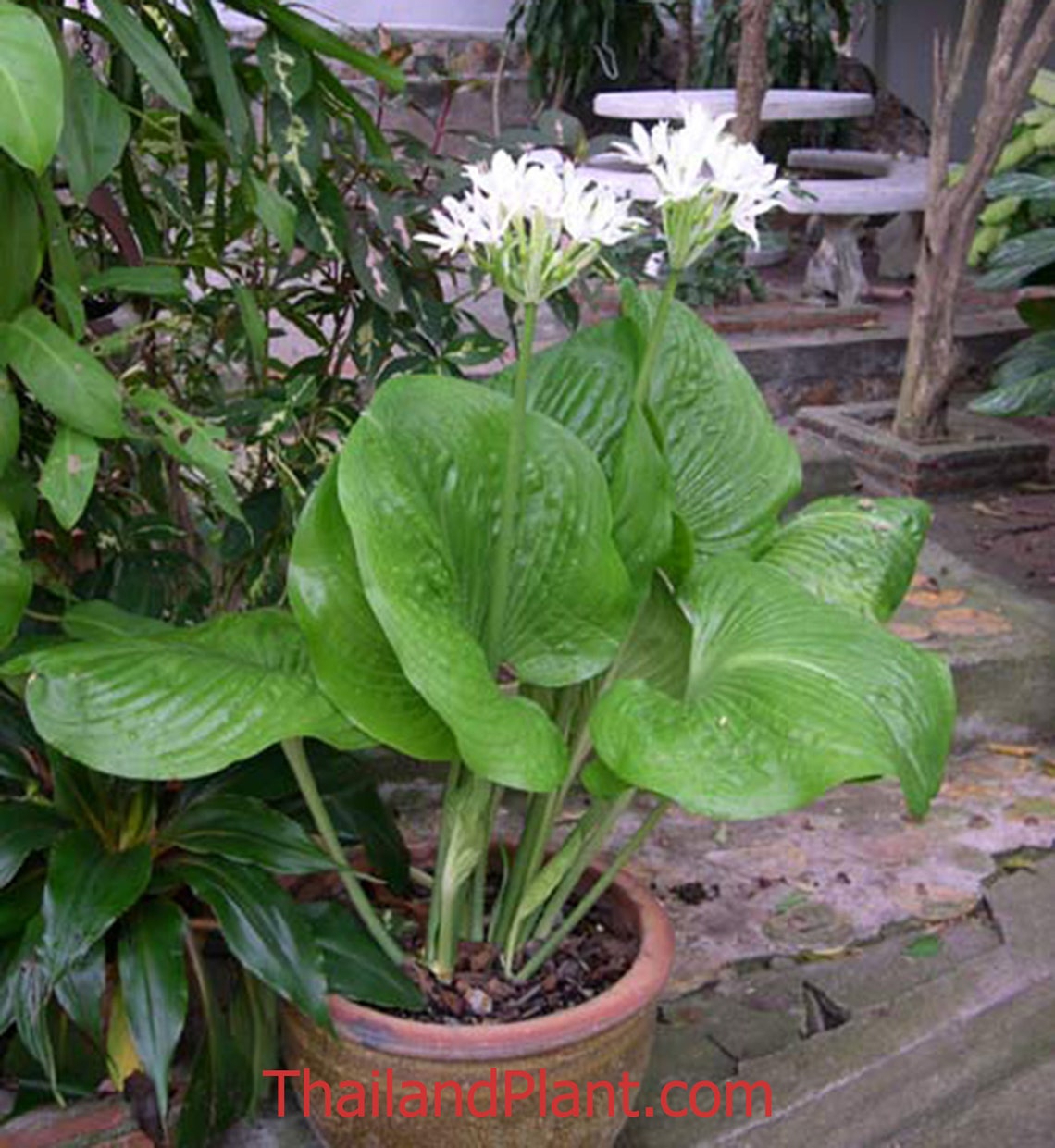 1 Bulb of PROIPHYS AMBOINENSIS, Amarilis Plant FREE Phytosanitary ...