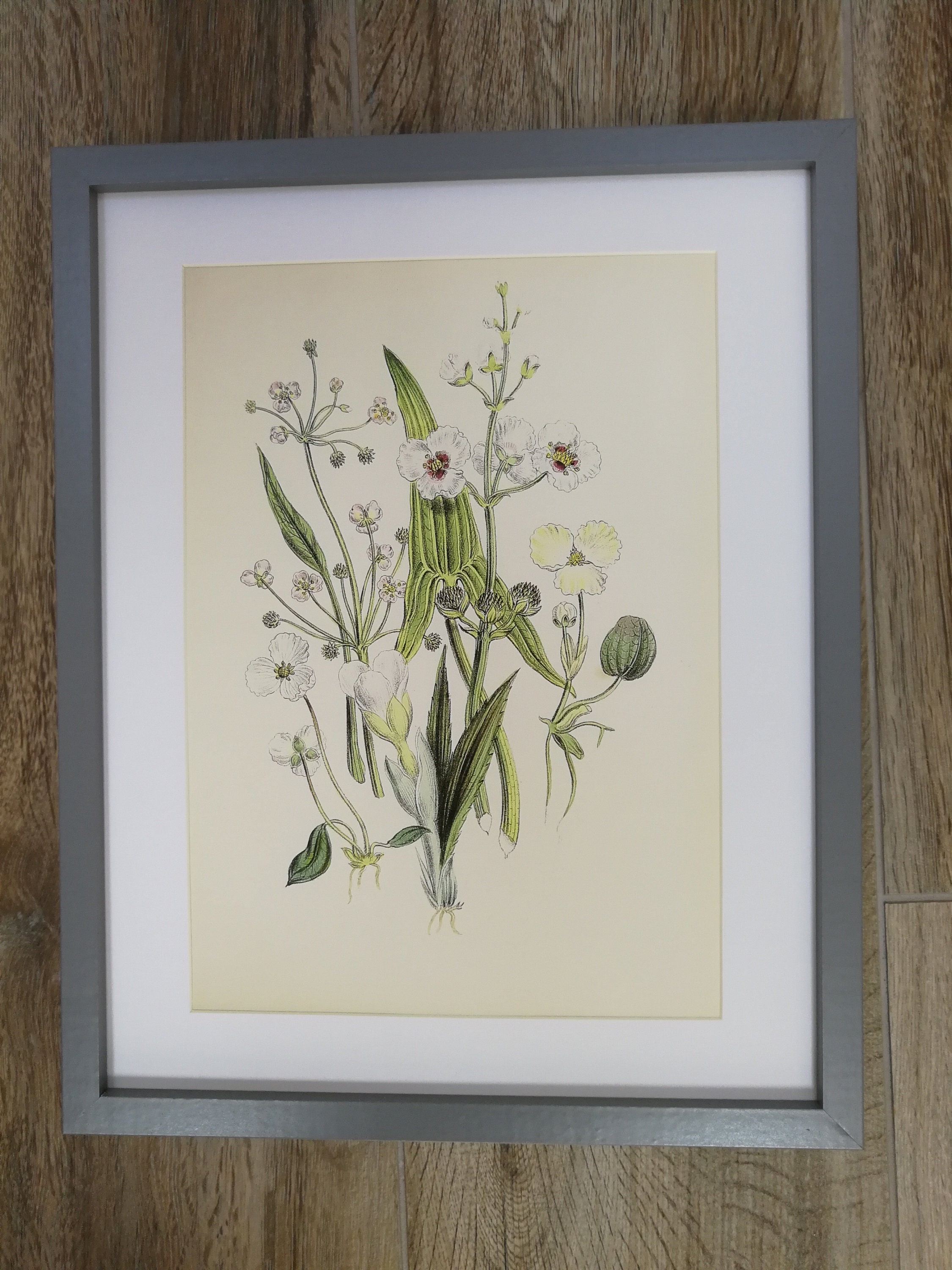 4 British Wild Flower Prints SET 1./A4/A5 /vintage Print - Etsy UK