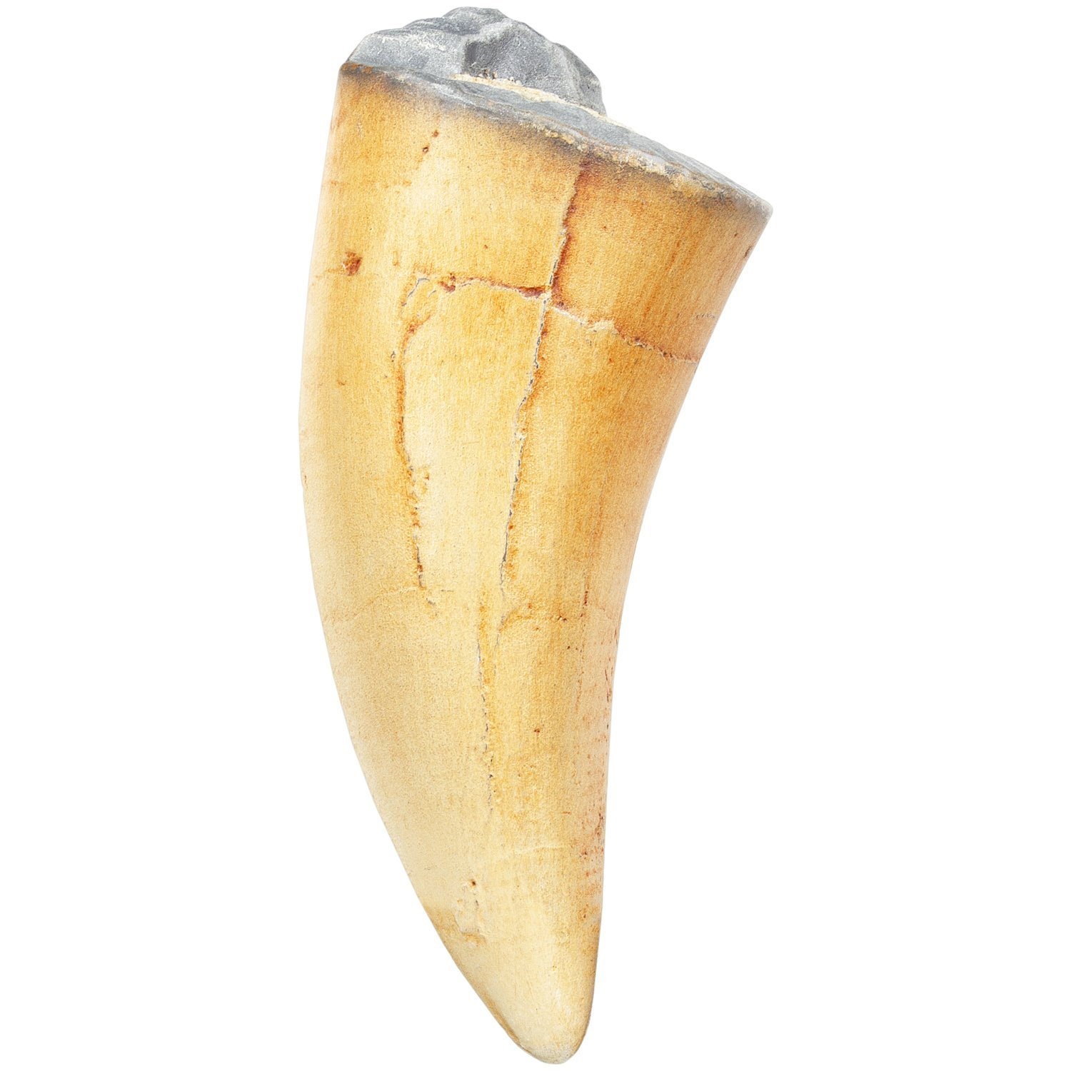 Broken T-rex Tooth Fossil Replica - Etsy