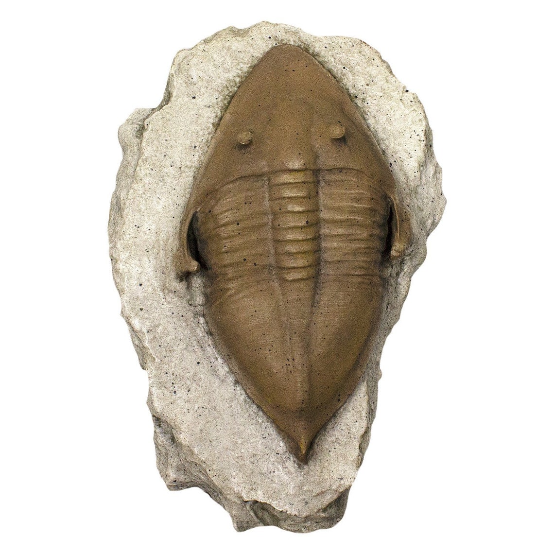 Smithsonian Trilobite Fossil Replica - Etsy