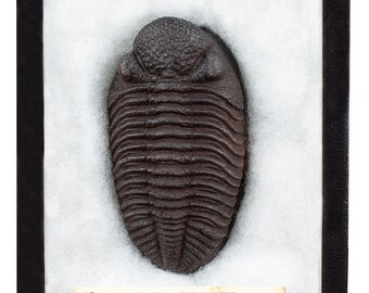 Trilobite Fossil - Etsy