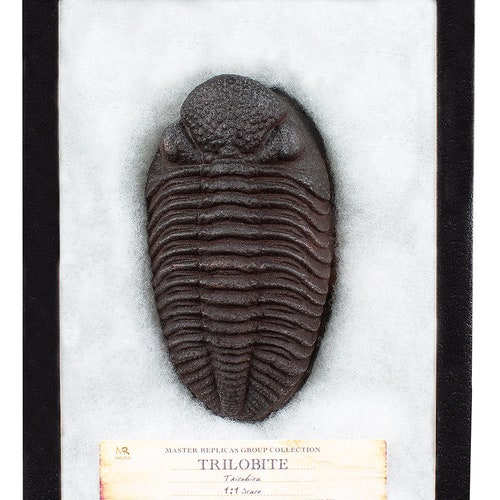 Trilobite Fossil Cookie Cutter Fondant Cutter | Etsy