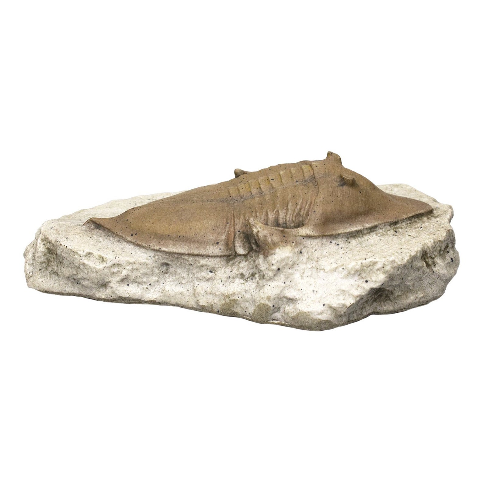 Smithsonian Trilobite Fossil Replica - Etsy