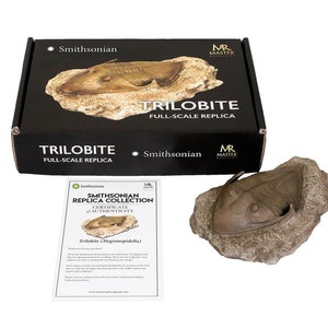Smithsonian Trilobite Fossil Replica - Etsy