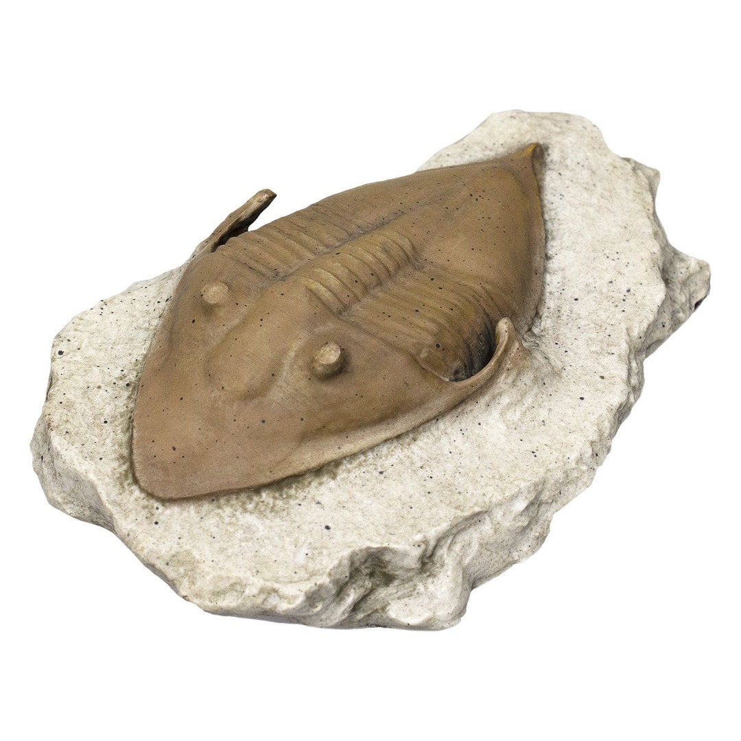 Smithsonian Trilobite Fossil Replica - Etsy
