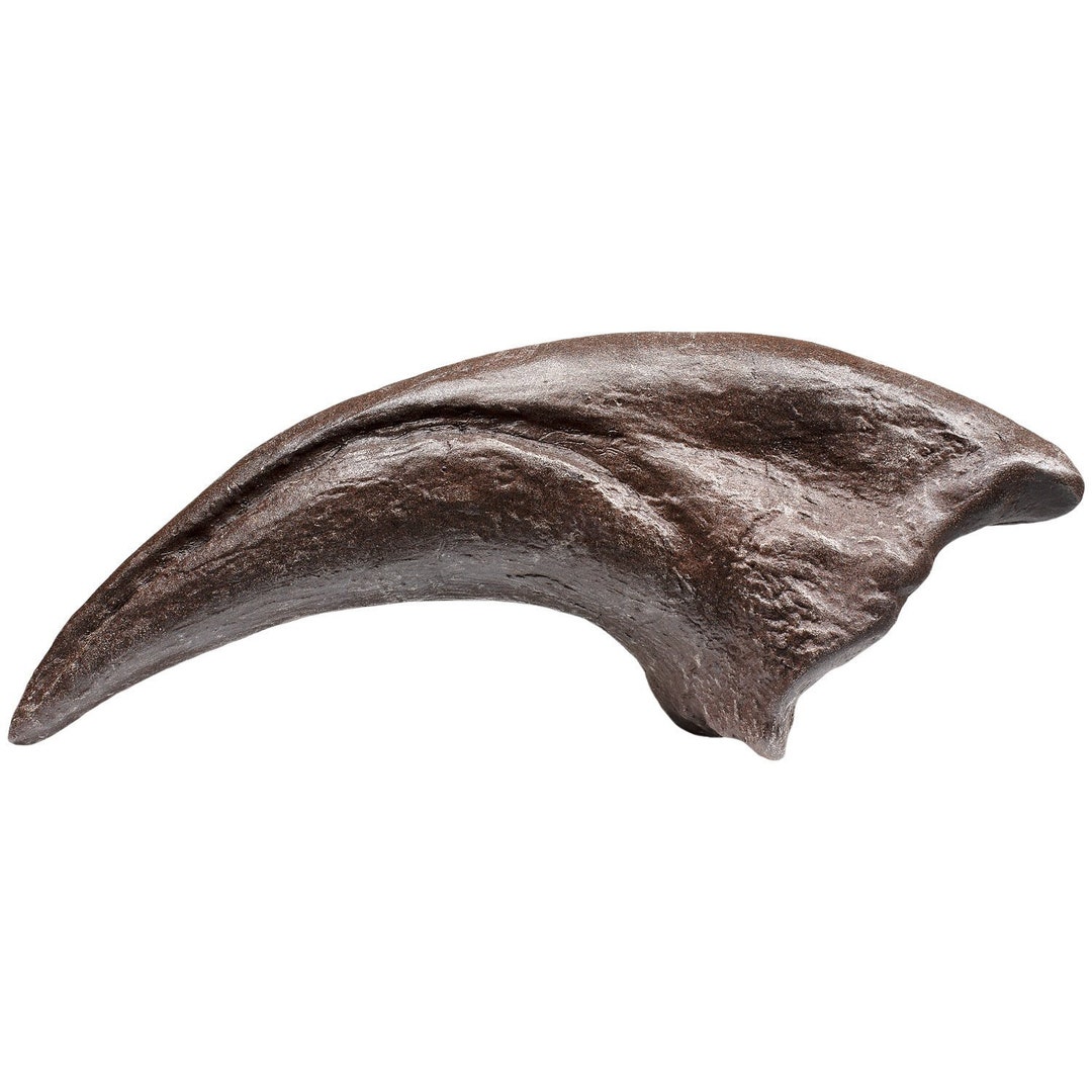 Allosaurus Toe Claw Fossil Replica - Etsy