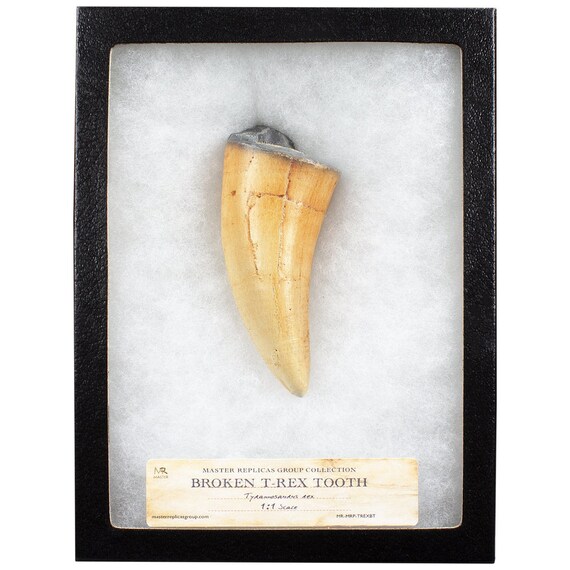 Broken T-rex Tooth Fossil Replica | Etsy