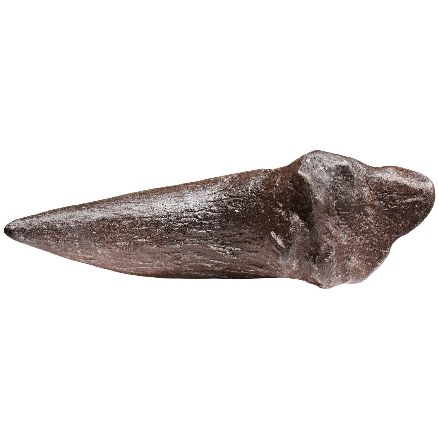 Replica Allosaurus Hand Claw