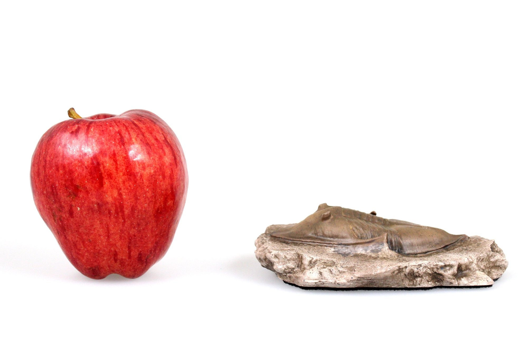 Smithsonian Trilobite Fossil Replica - Etsy