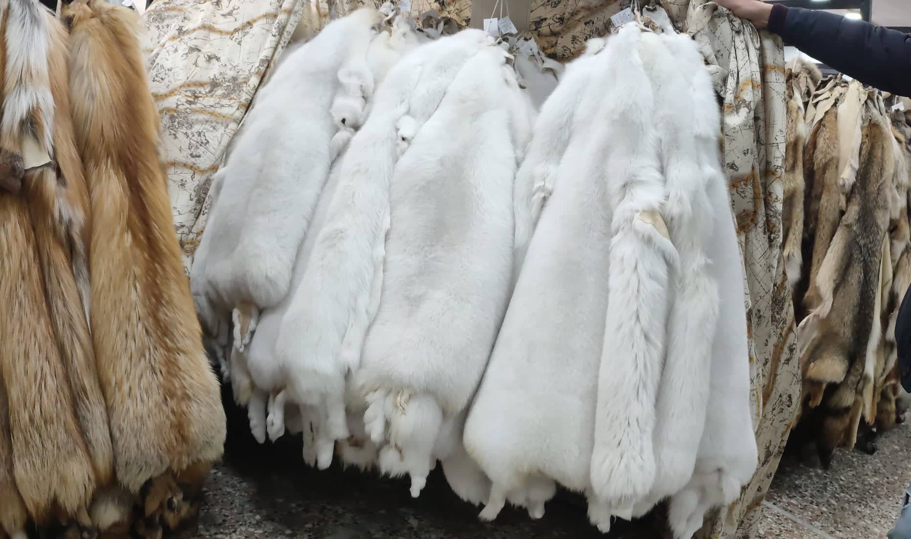 Shadow Fox Fur Skin/pelt - Etsy