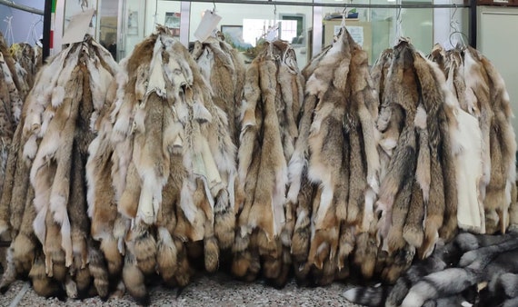 Real Coyotte Fur Skin/pelt - Etsy
