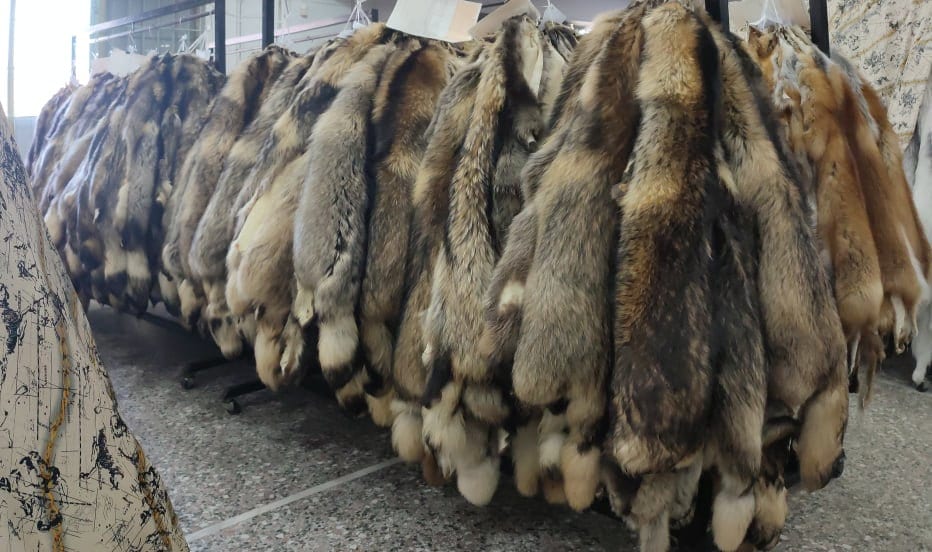 Fin Raccon Fur Skin/pelt - Etsy