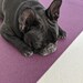 Dog Roll-up Travel Mat / Portable Outdoor Mat / Washable Dog Travel ...