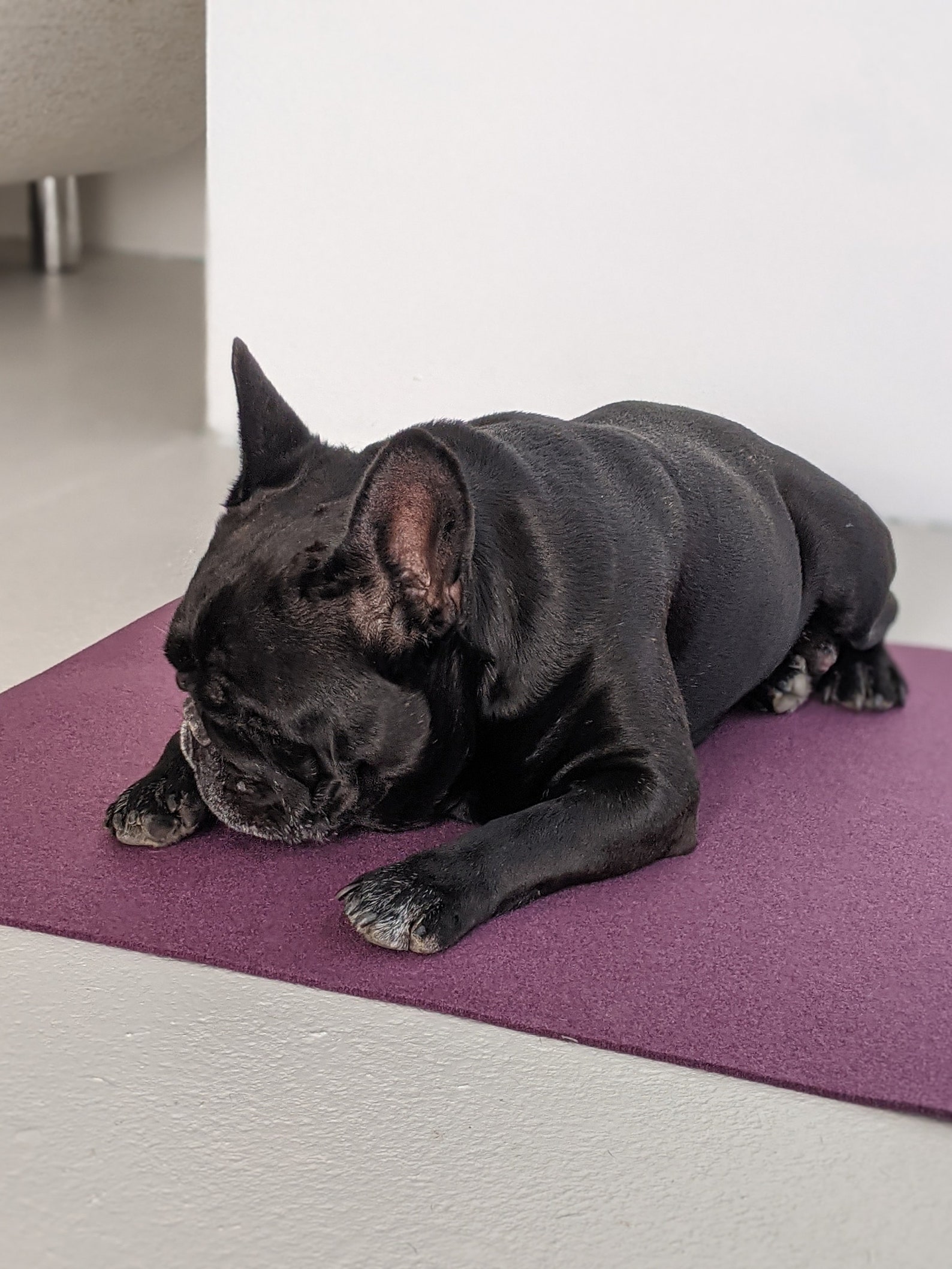 Dog Roll-up Travel Mat / Portable Outdoor Mat / Washable Dog Travel ...