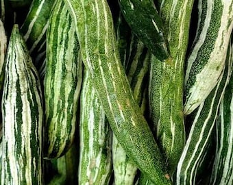 5 Indian Snake Gourd Seeds Organic Non GMO, Short or Long Variety ...