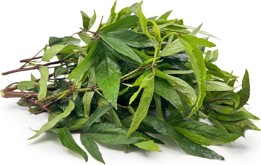 25 Gongura Soar Leaf Seeds Organic Non-gmo Heirloom. Pulicha Keerai ...