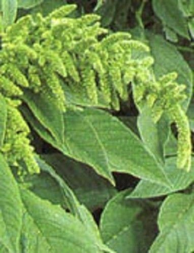 2,500 Organic Jamaican Callalo Seeds Non-gmo for Sprouting Planting ...