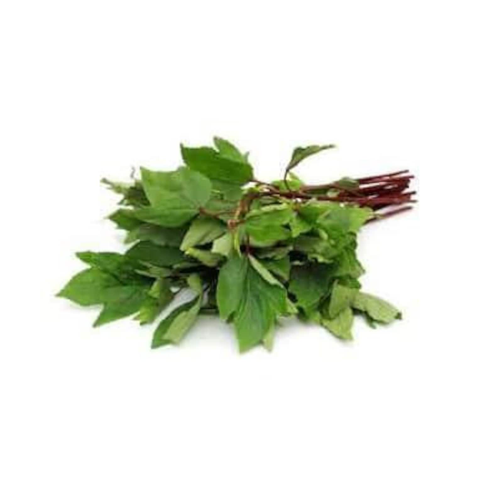 25 Gongura Soar Leaf Seeds Organic Non-gmo Heirloom. Pulicha Keerai ...