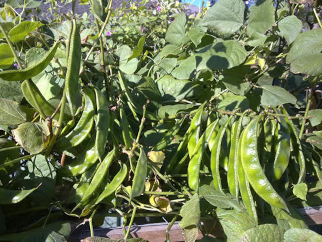 Free Shipping, 5 Chikkudu Surti Papdi Valor Broad Beans Organic ...