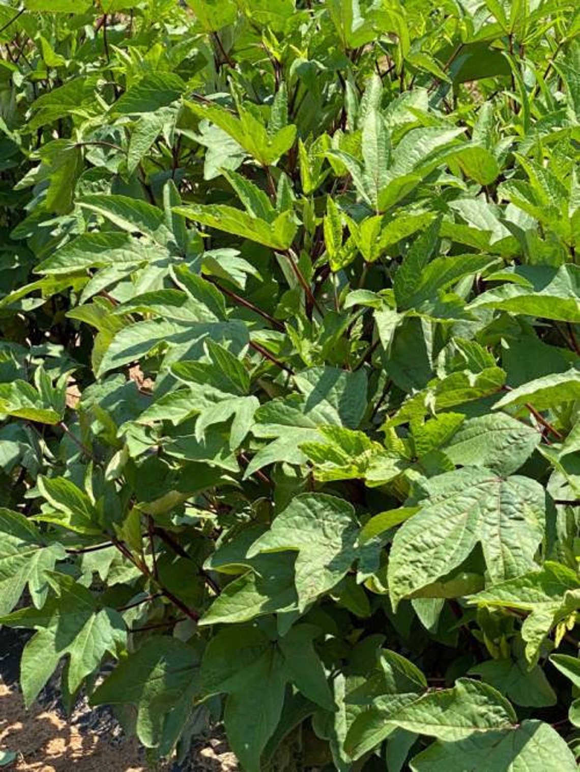 25 Gongura Soar Leaf Seeds Organic Non-gmo Heirloom. Pulicha Keerai ...