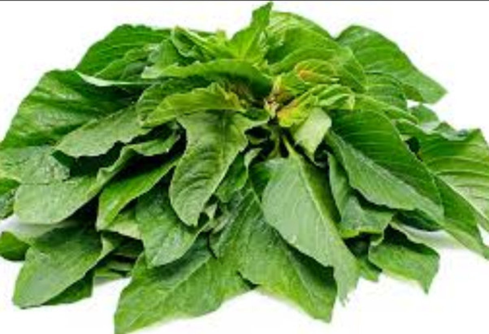 Thotakura Seeds Organic Non-gmo, Imported From North India. Green Stem ...