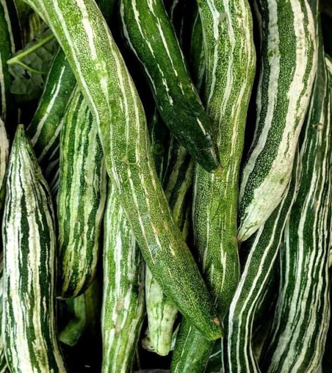 5 Indian Snake Gourd Seeds Organic Non GMO Short Or Long Variety 5-indian-snake-gourd-seeds-organic-non-gmo-short-or-long-variety