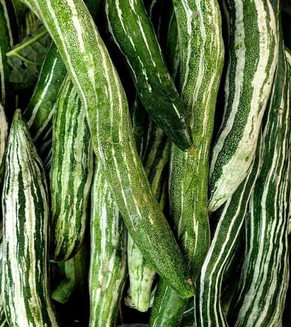 5 Indian Snake Gourd Seeds Organic Non GMO, Short or Long Variety ...