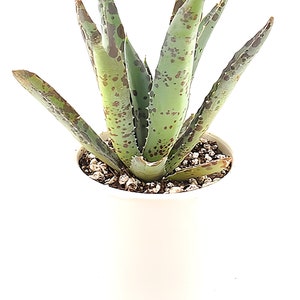 Mangave Maverick, Agave Hybrid, Agave X Manfreda, White Ceramic Pot, 4 ...