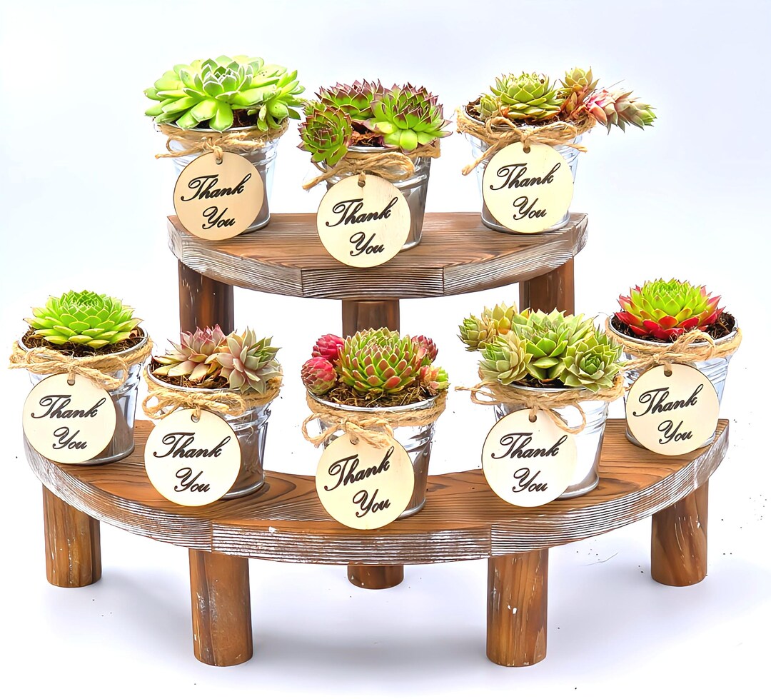 Bridal Shower Thank You Gifts, Succulent Gifts, Party Favors, Live ...