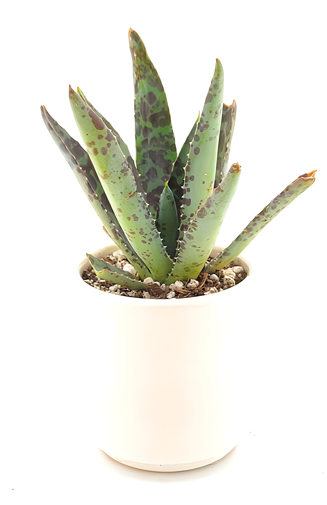 Mangave Maverick, Agave Hybrid, Agave X Manfreda, White Ceramic Pot, 4 ...