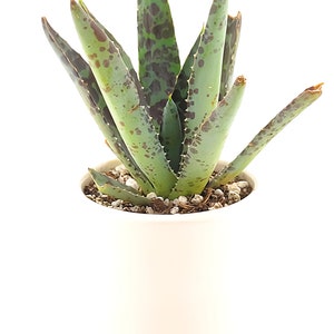 Mangave Maverick, Agave Hybrid, Agave X Manfreda, White Ceramic Pot, 4 ...