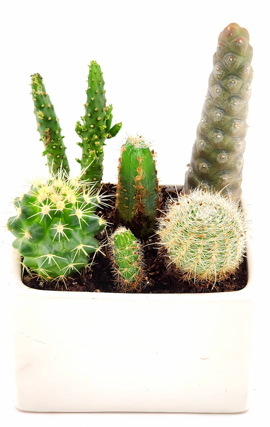 Live Mini Cactus Plant Arrangement, Pine Cone Cactus, Small Golden ...