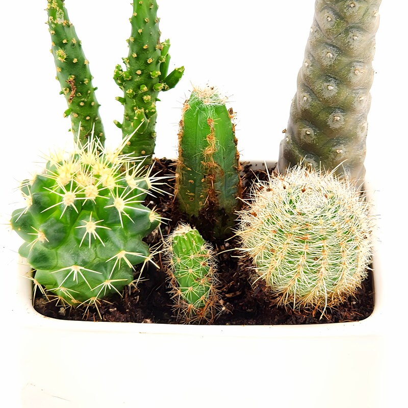 Cactus Arrangement - Etsy