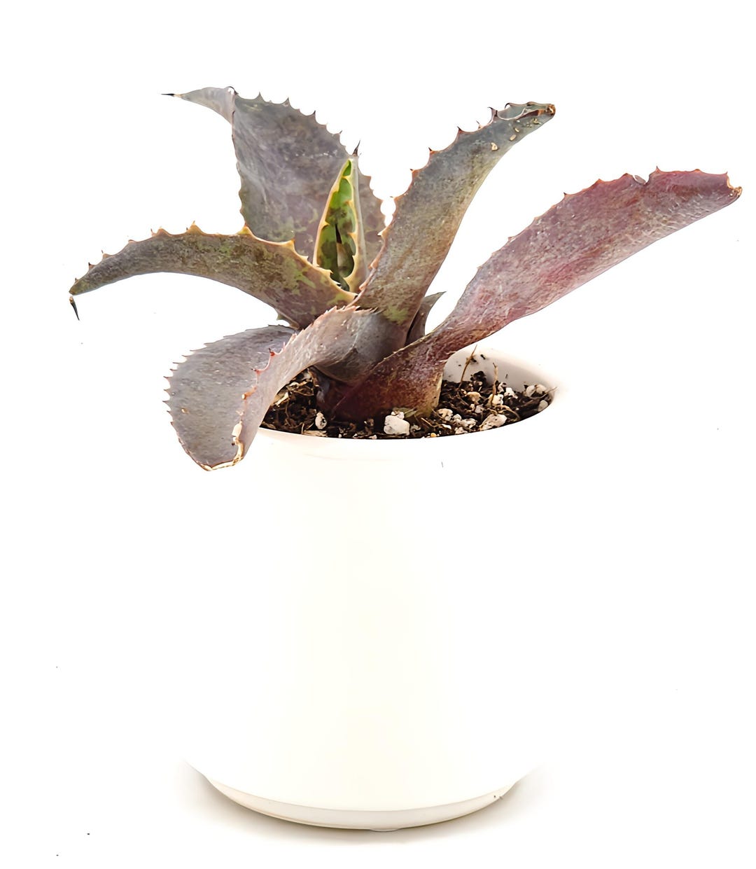 Mangave Fiercely Fabulous, Agave Hybrid, Agave X Manfreda, White ...