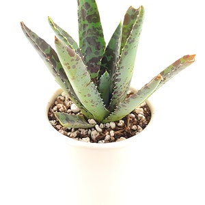 Mangave Maverick, Agave Hybrid, Agave X Manfreda, White Ceramic Pot, 4 ...