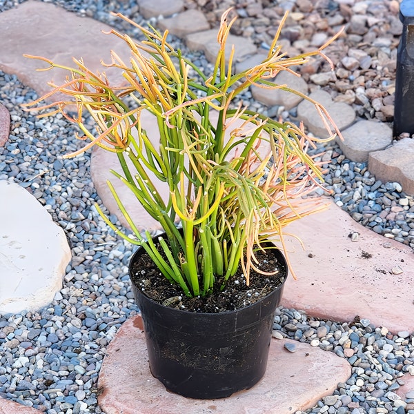 Fire Sticks Succulent - Etsy