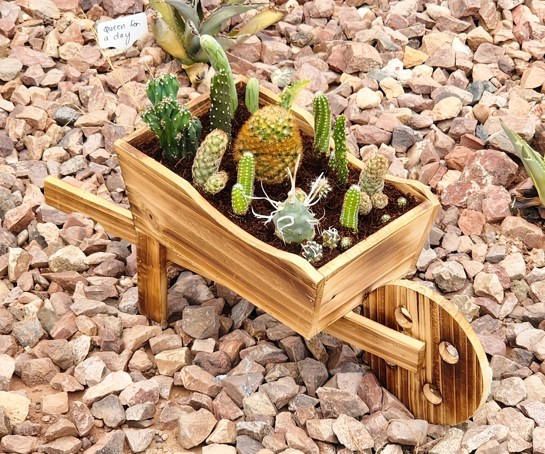 Live Cactus Arrangement, Desert Landscape Arrangement, Wood Wheelbarrow ...