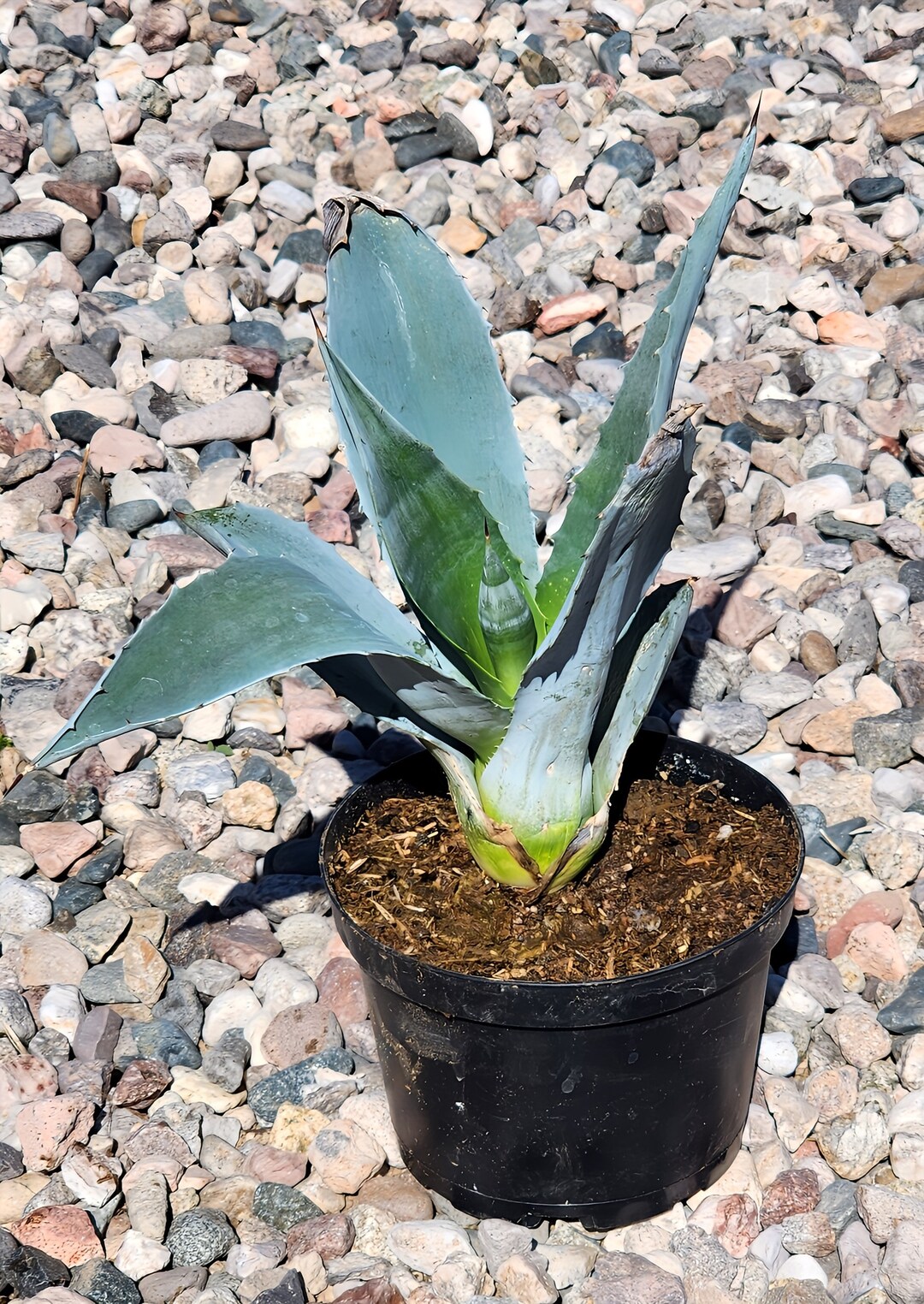 Agave Americana Century Plant, Small Agave, Blue Agave American Plant ...