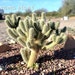 Mangave Maverick, Agave Hybrid, Agave X Manfreda, White Ceramic Pot, 4 ...