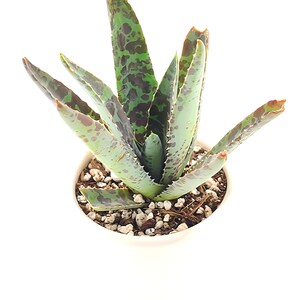 Mangave Maverick, Agave Hybrid, Agave X Manfreda, White Ceramic Pot, 4 ...