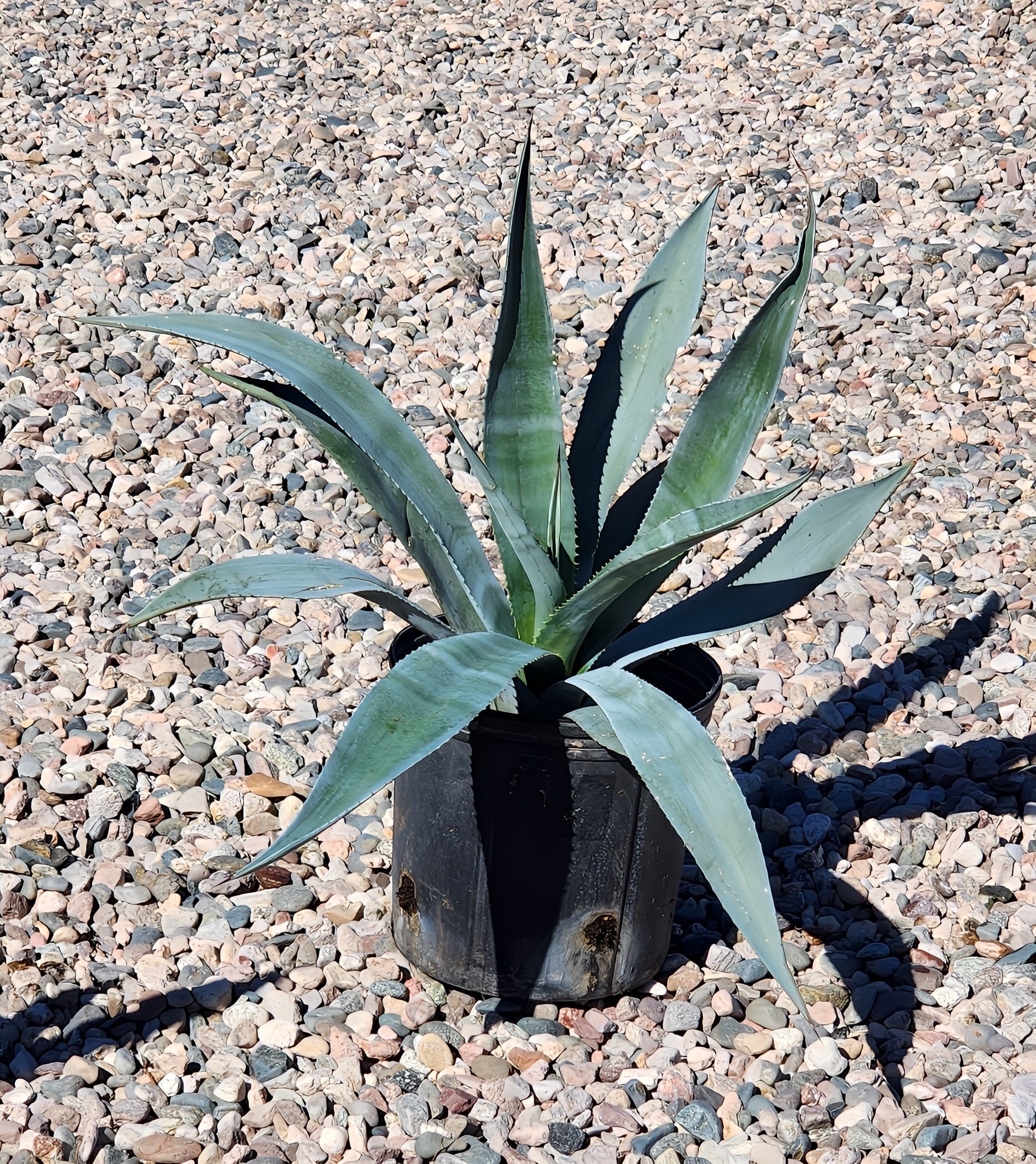 Agave Americana Century Plant, Large Agave, Blue Agave American Plant ...