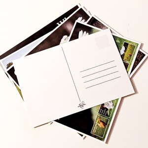 Funny Chicken Postcard Set : Fowl-mouthed Birds - What the Cluck ...