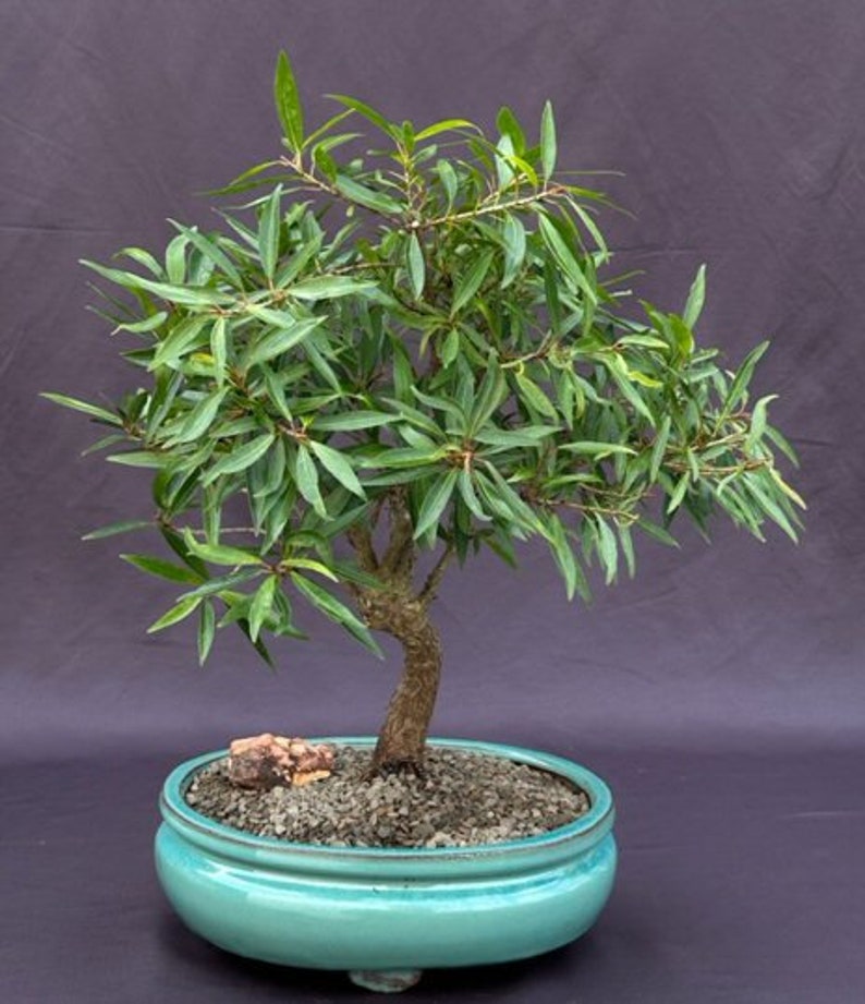 Willow Leaf Ficus Bonsai Tree ficus Nerifolia/salisafolia Indoor Bonsai ...