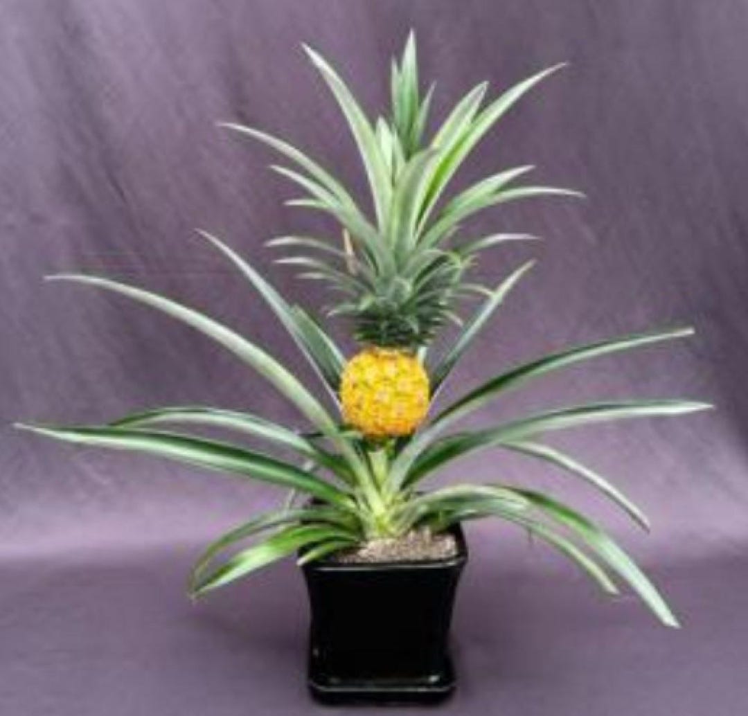 Flowering & Fruiting Pineapple Bonsai Tree ananas Nana - Etsy