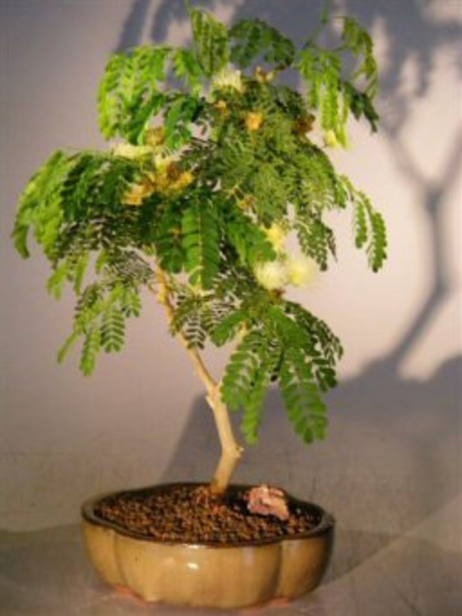 Flowering Brazilian Raintree Bonsai Tree Medium pithecellobium Tortum ...
