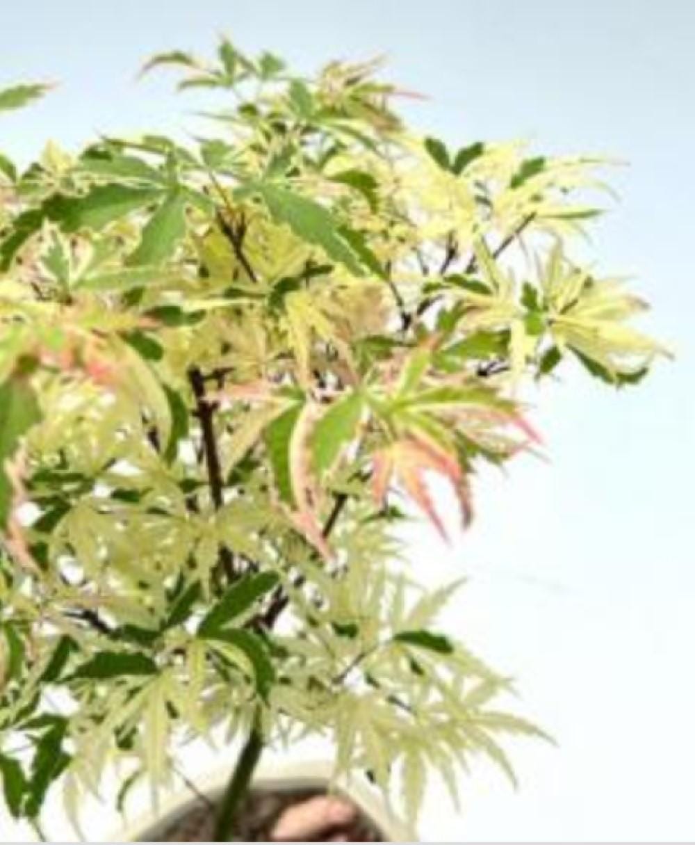 Variegated Butterfly Japanese Maple Bonsai Tree acer Palmatum butterfly ...