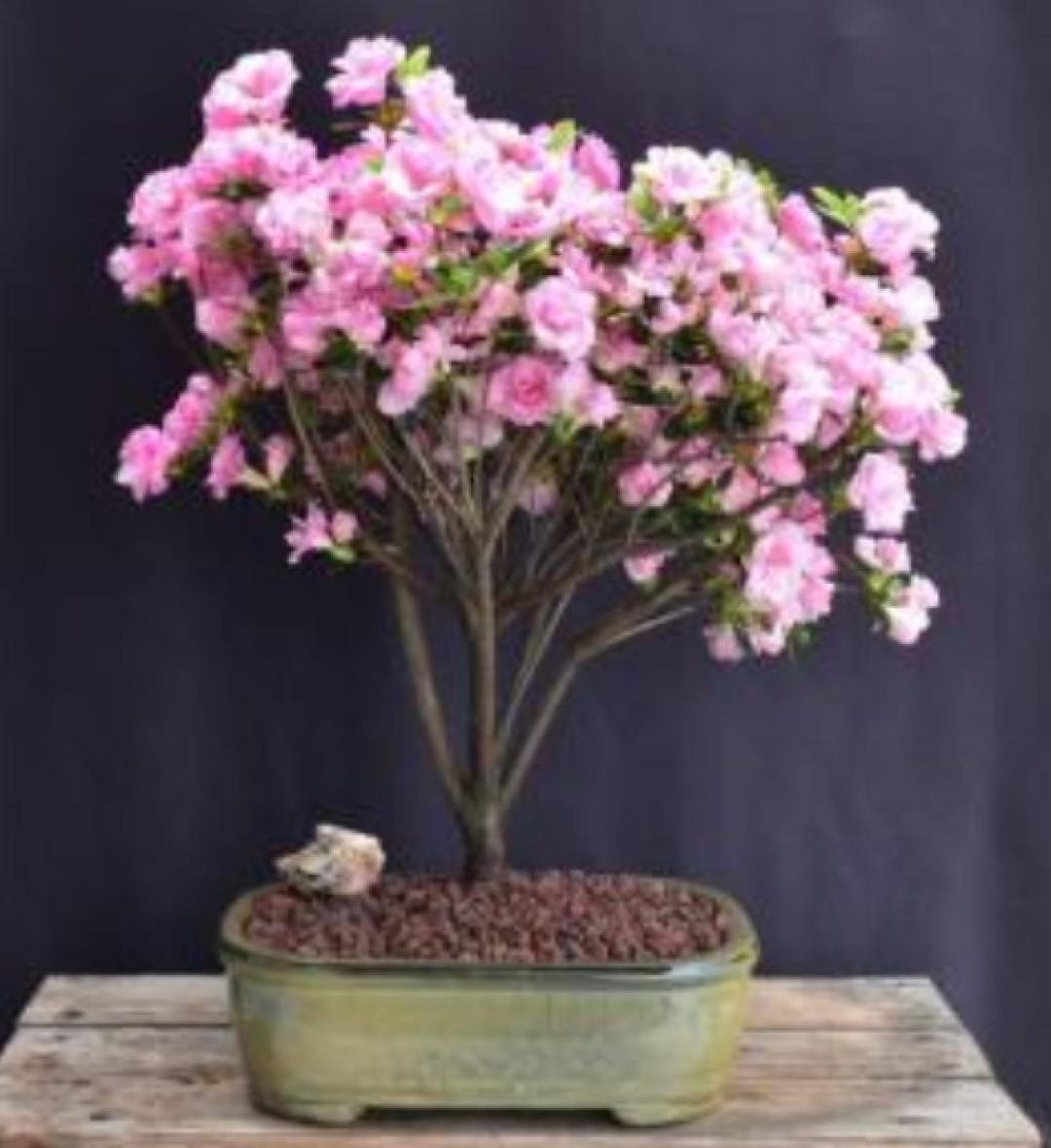 Flowering Rosebud Azalea Bonsai Tree rhododendron 'rosebud' - Etsy