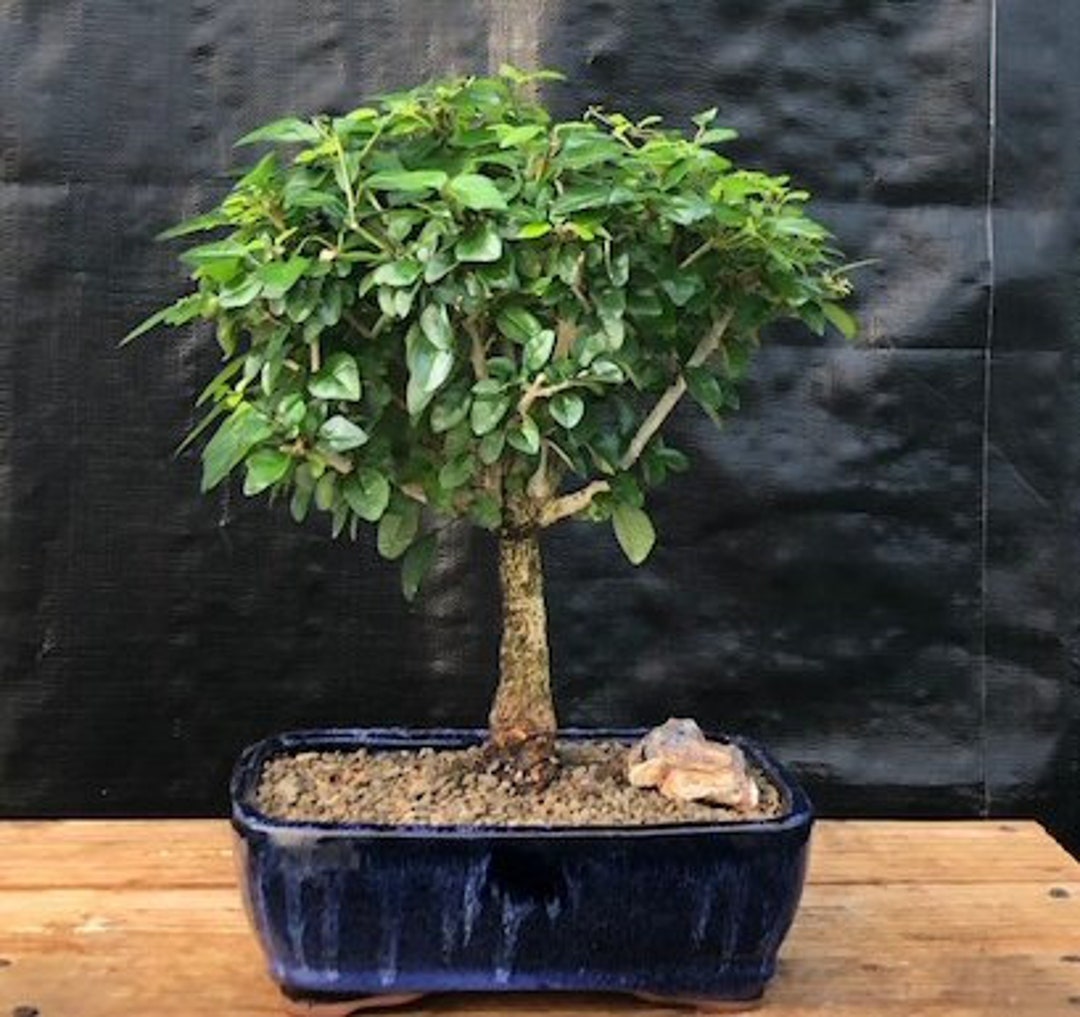Flowering Parrot's Beak Bonsai Tree Large gmelina Philippensis Indoor ...